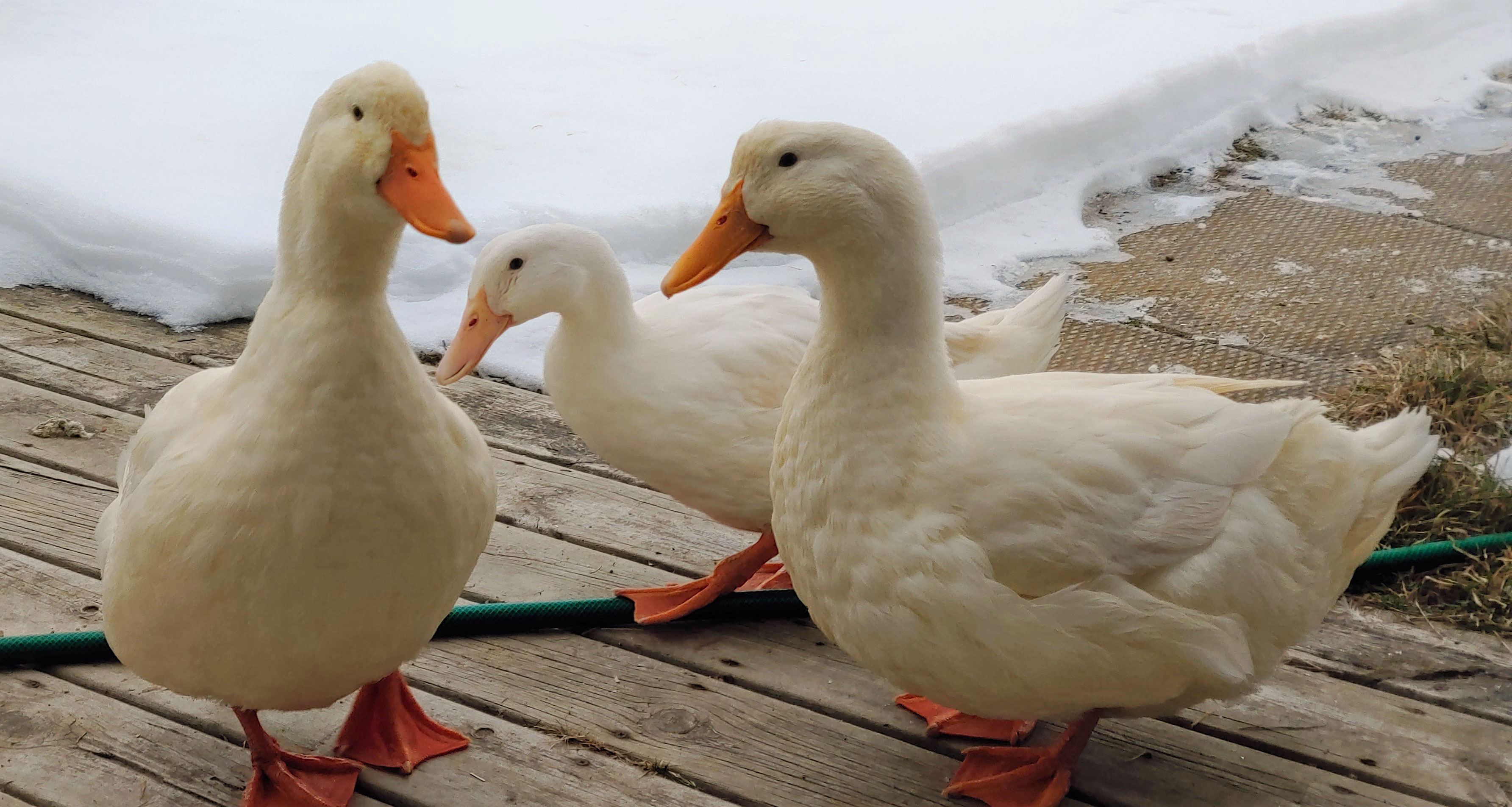 A DUCK TALE (A Guest Post!) – Bender Tales