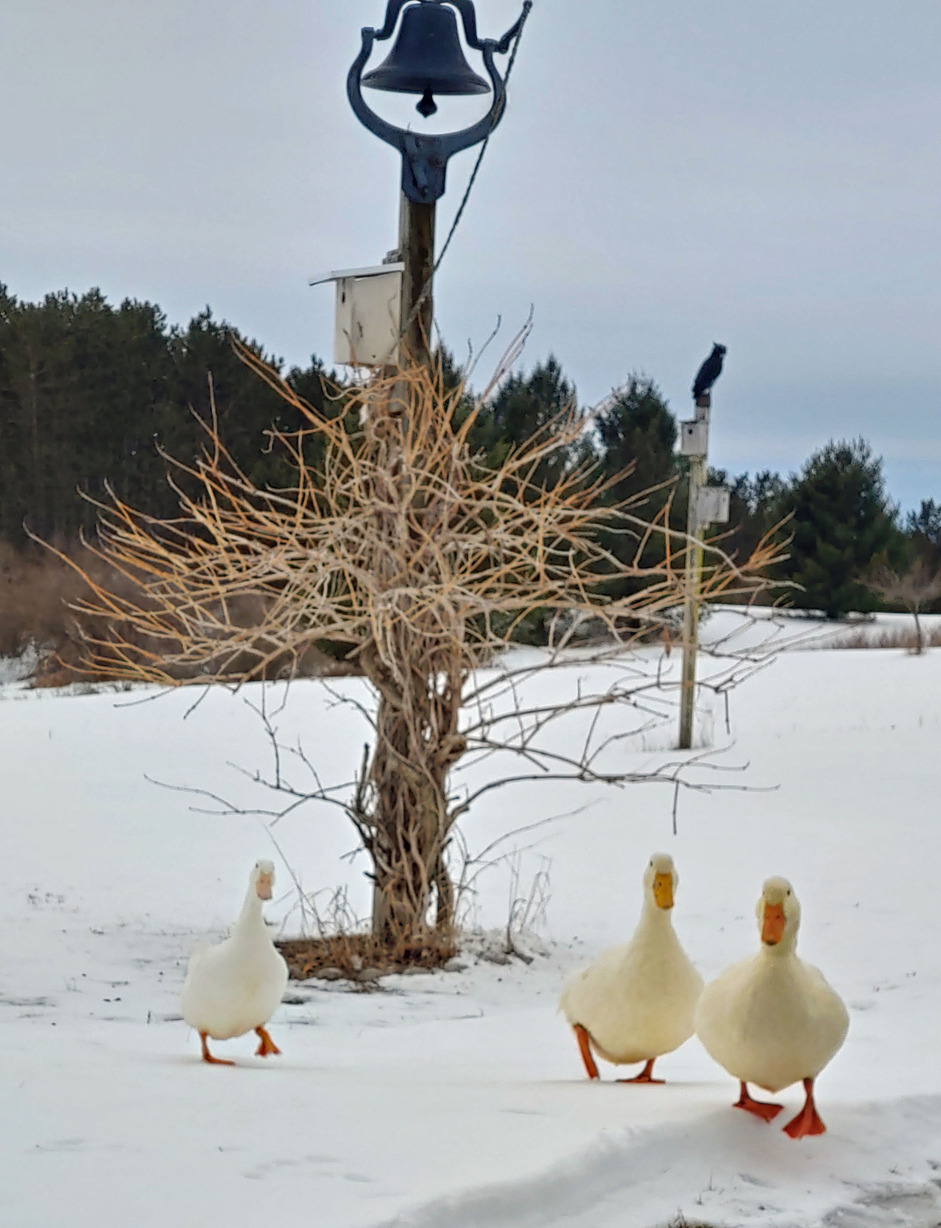 A DUCK TALE (A Guest Post!) – Bender Tales