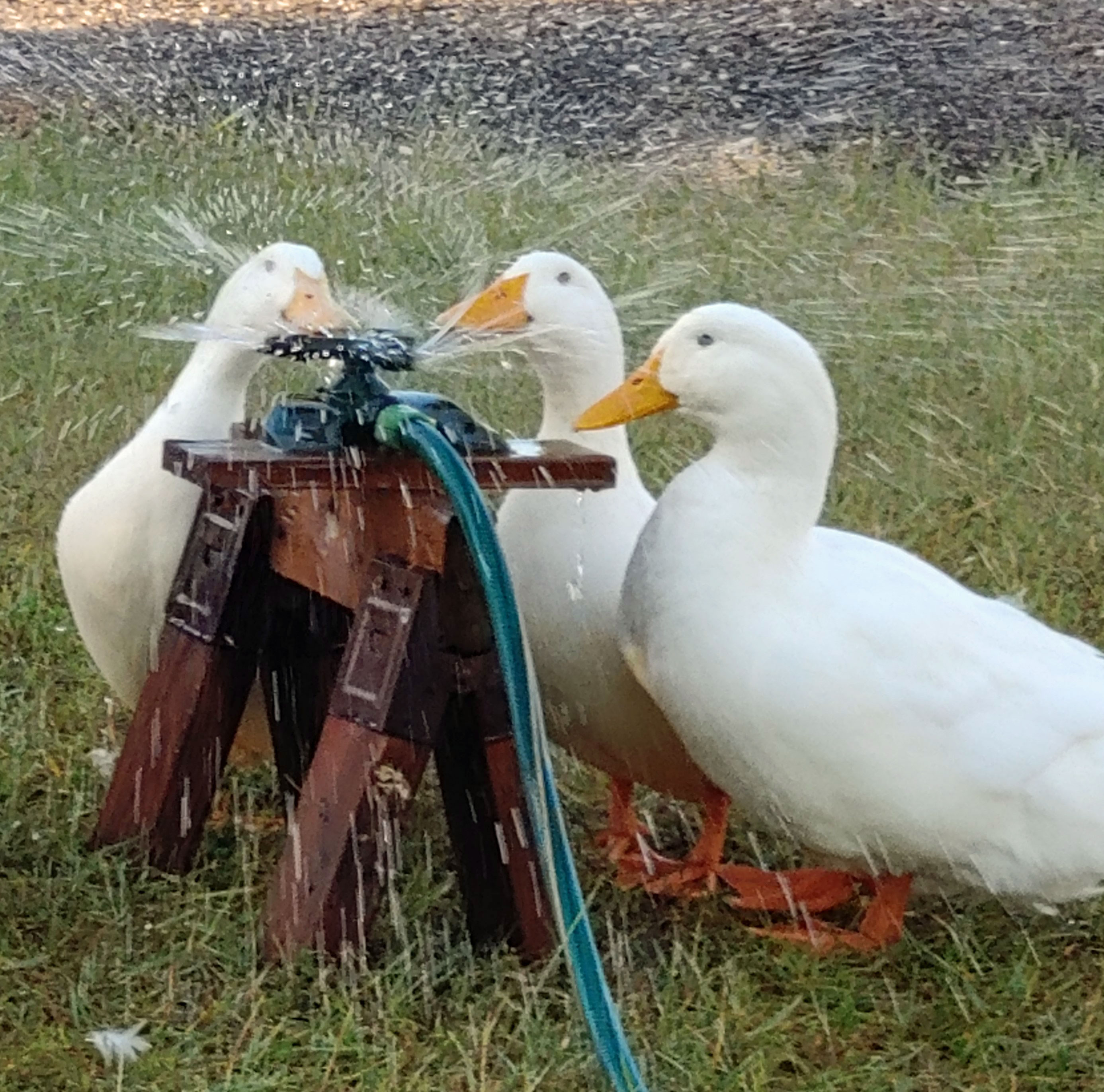 A DUCK TALE (A Guest Post!) – Bender Tales