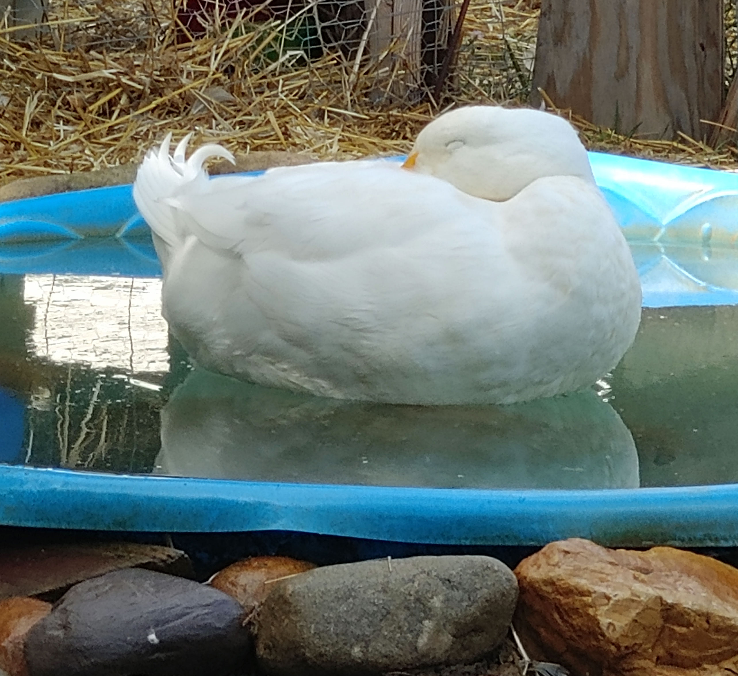 A DUCK TALE (A Guest Post!) – Bender Tales